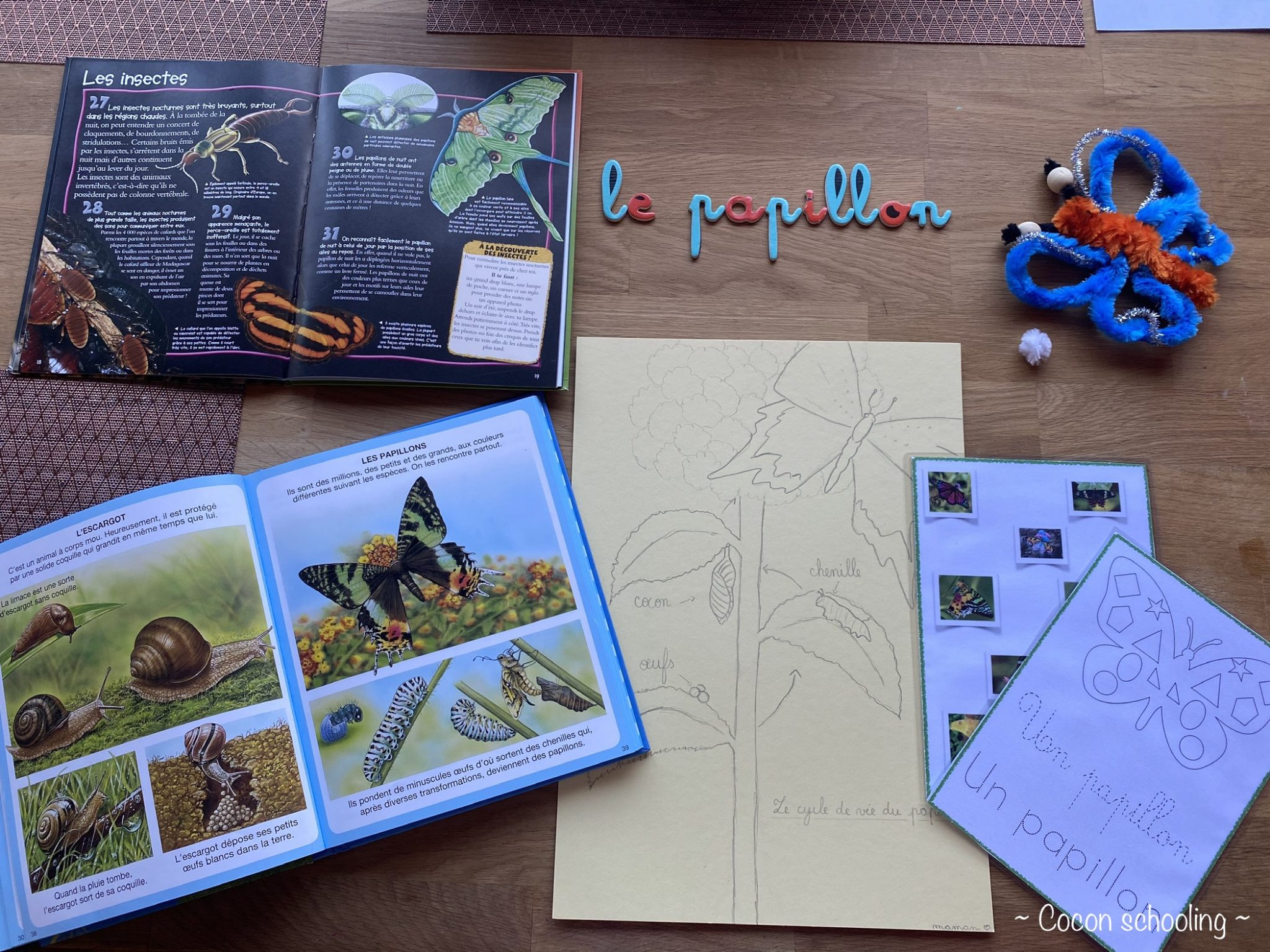 Thème: Les papillons – Cocon-Schooling