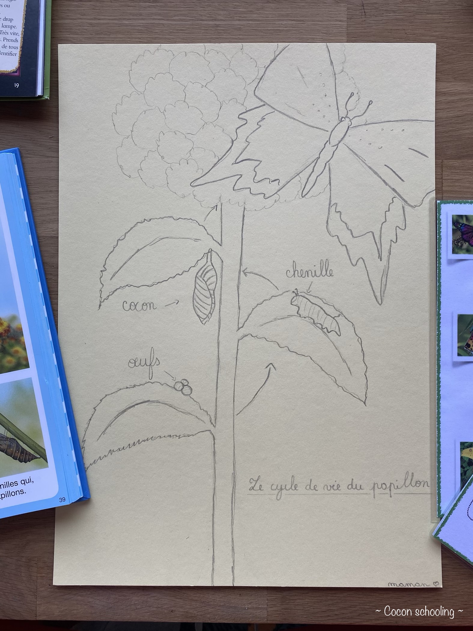 Thème: Les papillons – Cocon-Schooling