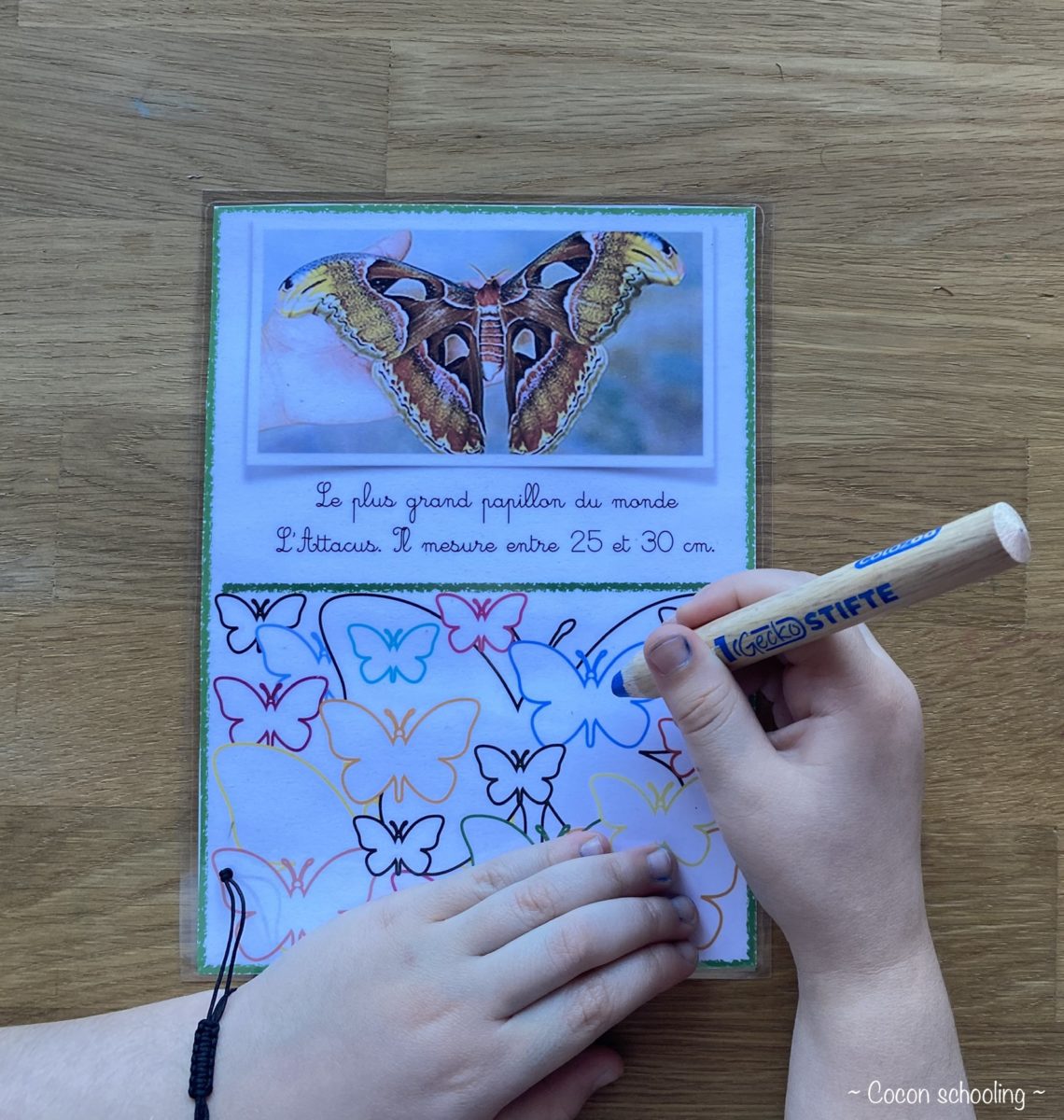 Thème: Les papillons – Cocon-Schooling