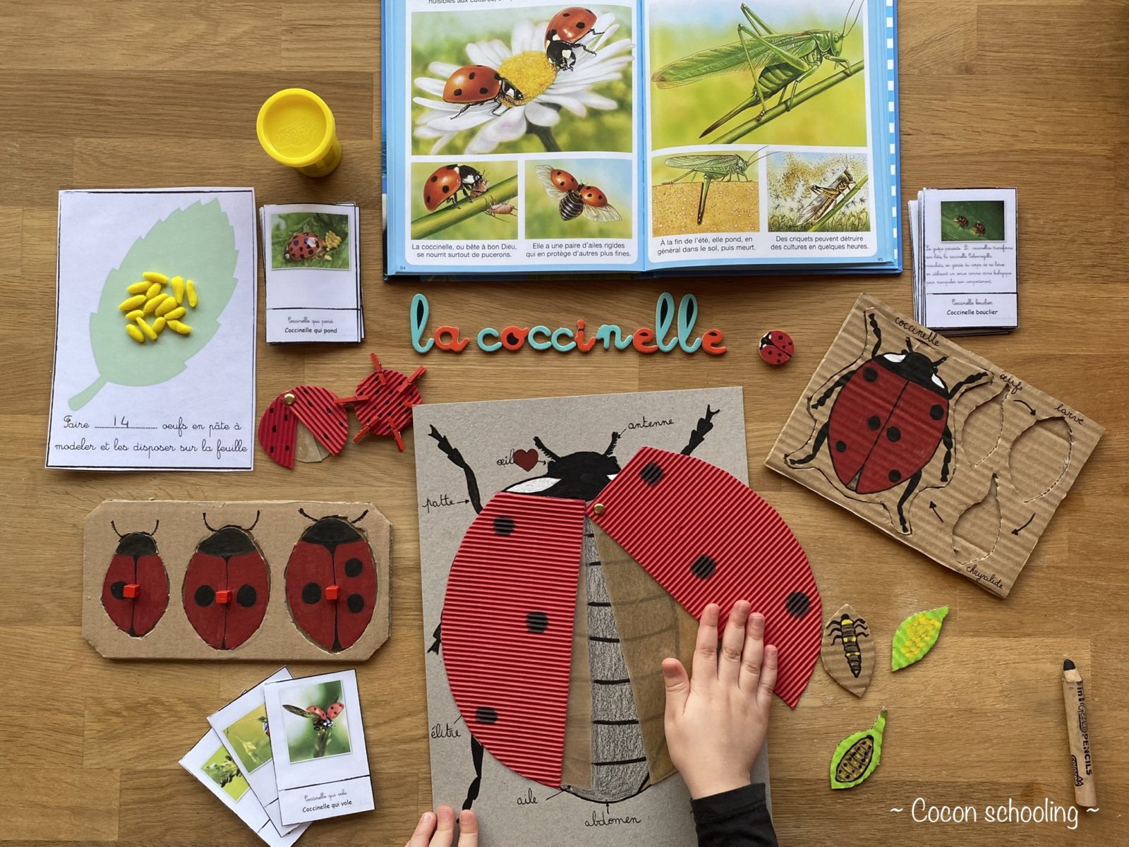 Thème: les coccinelles – Cocon-Schooling