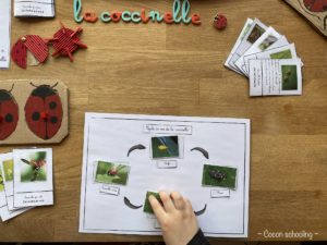 Thème: les coccinelles – Cocon-Schooling