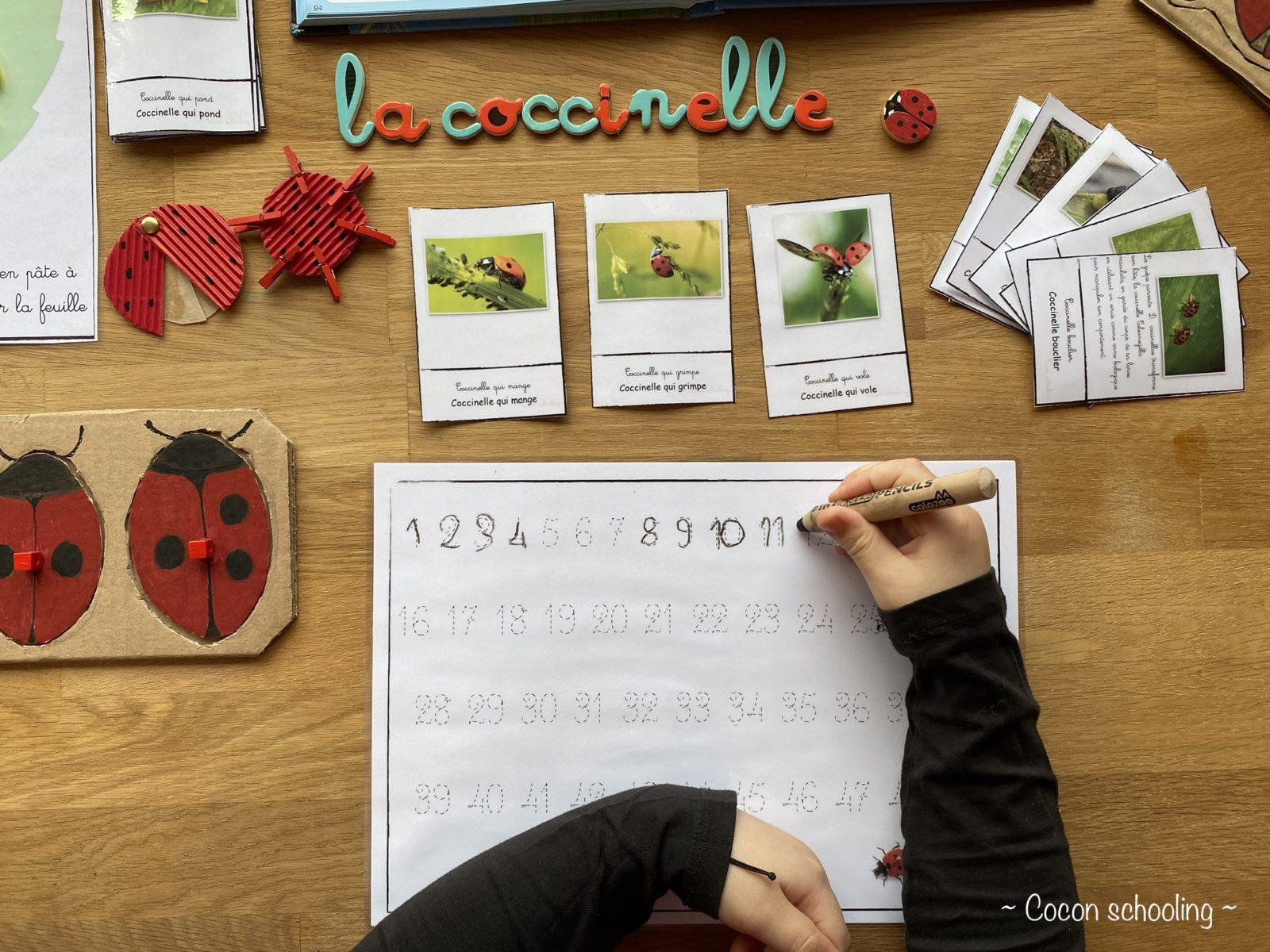 Thème: les coccinelles – Cocon-Schooling