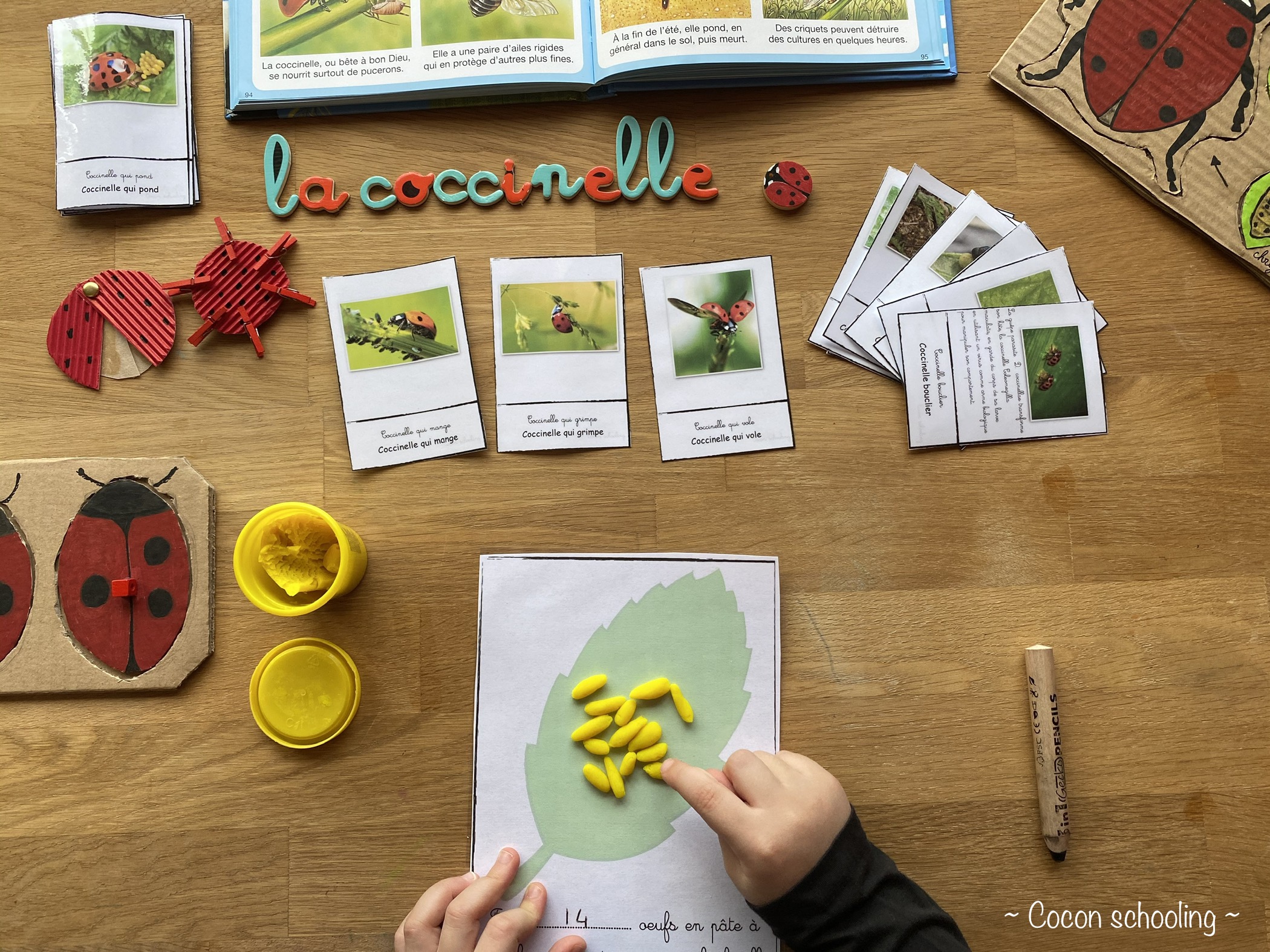 Thème: les coccinelles – Cocon-Schooling