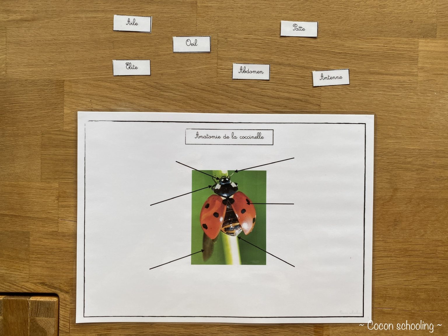 Thème: les coccinelles – Cocon-Schooling
