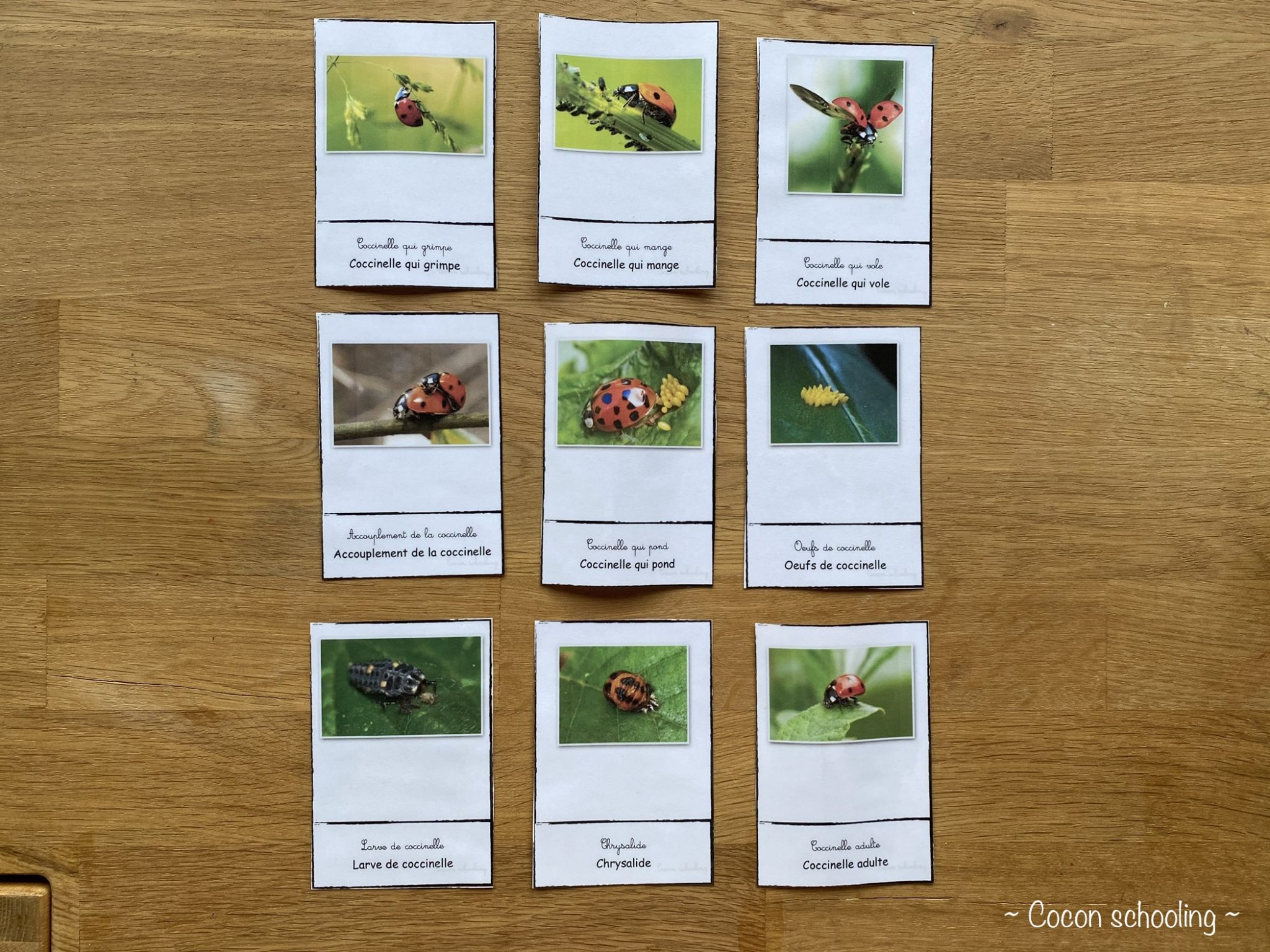 Thème: les coccinelles – Cocon-Schooling