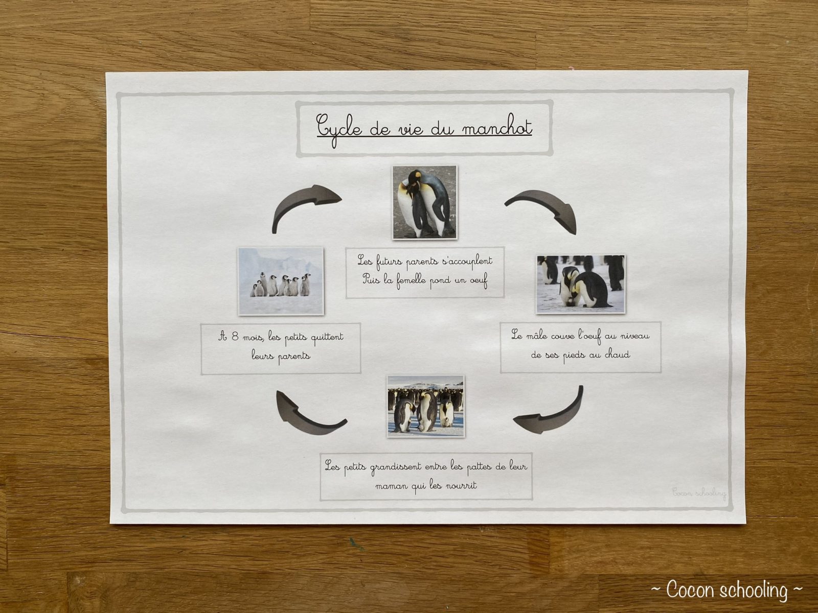 Antarctique – Cocon-Schooling