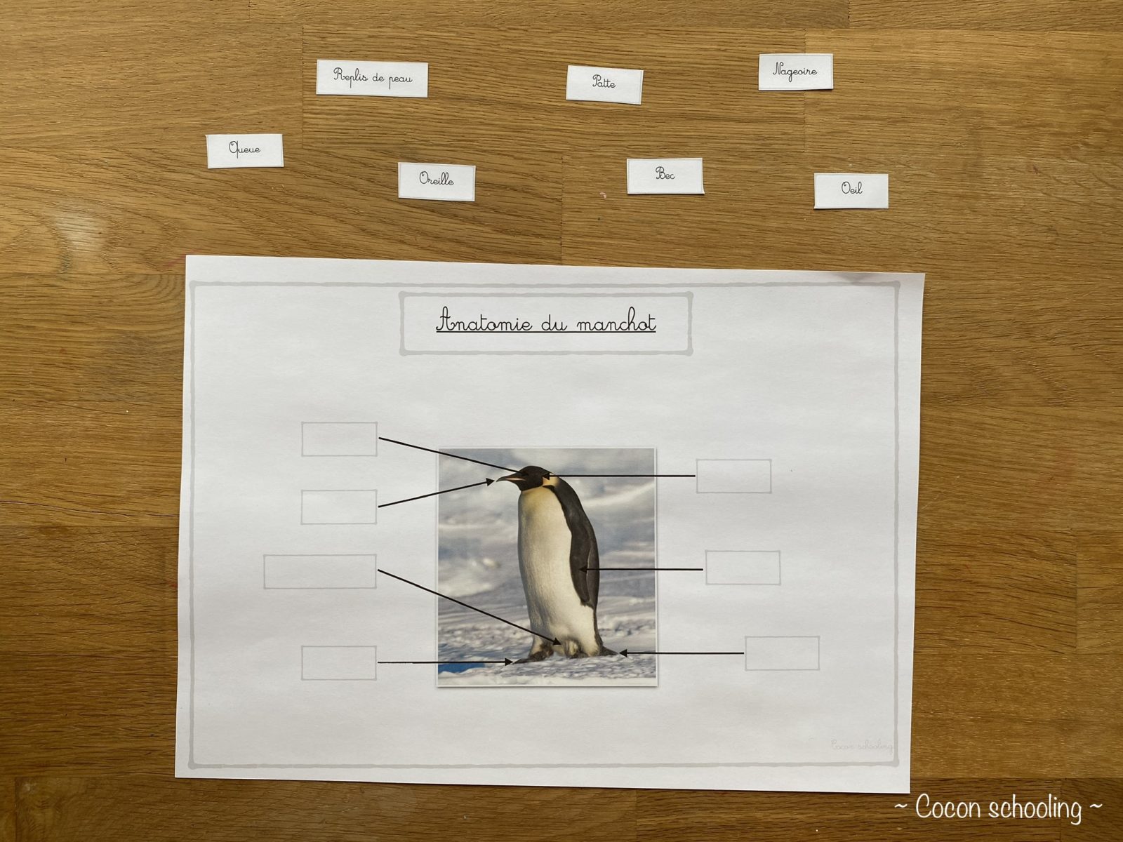 Antarctique – Cocon-Schooling