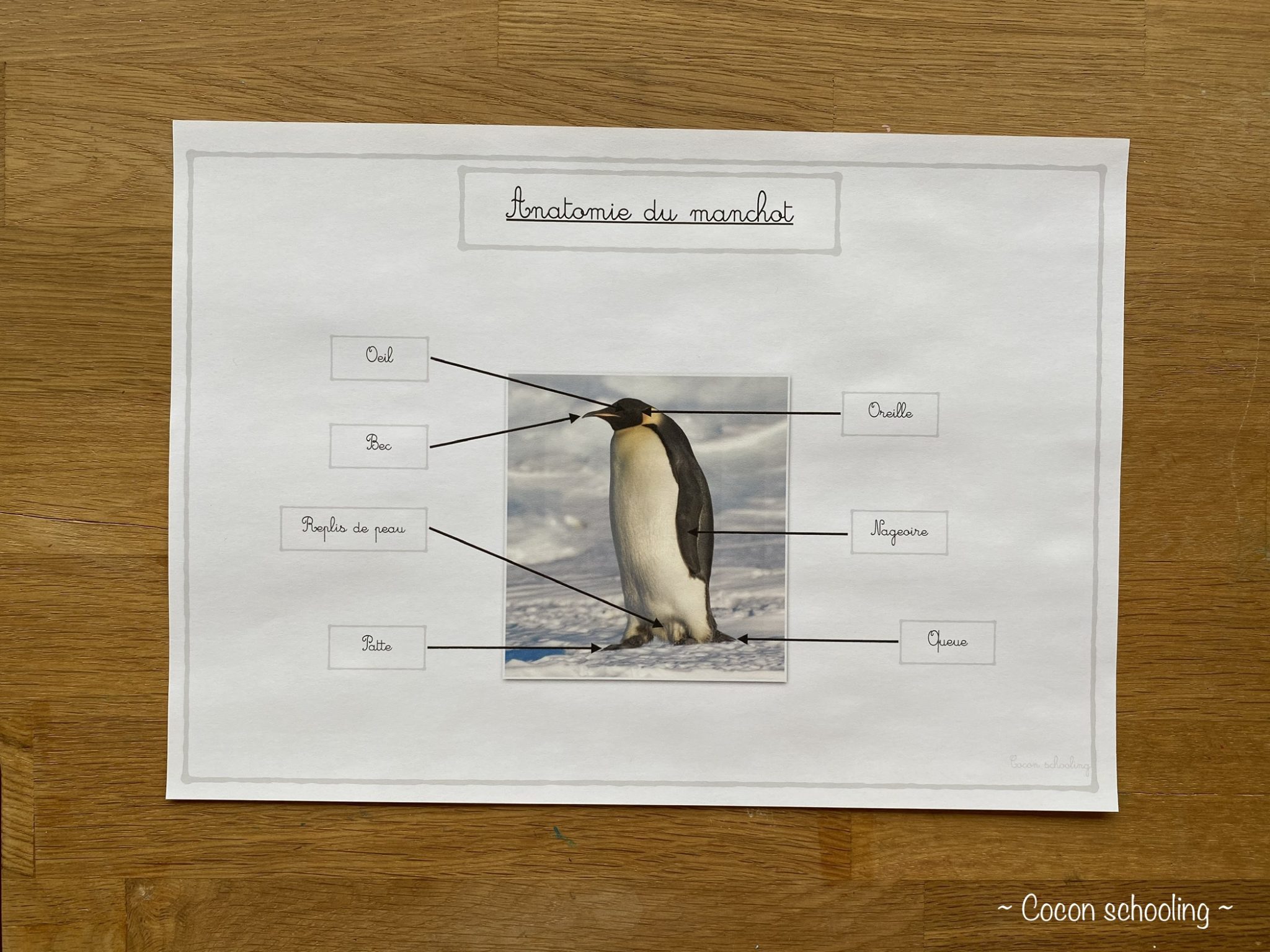 Antarctique – Cocon-Schooling