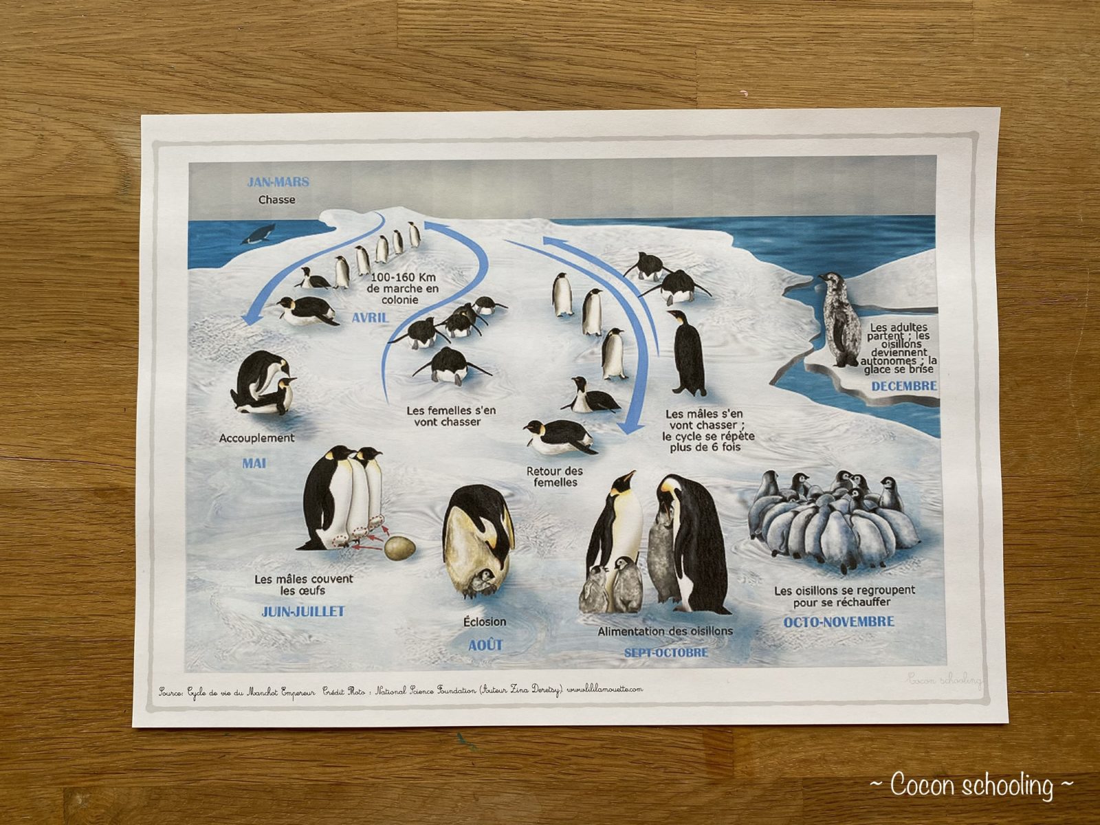 Antarctique – Cocon-Schooling