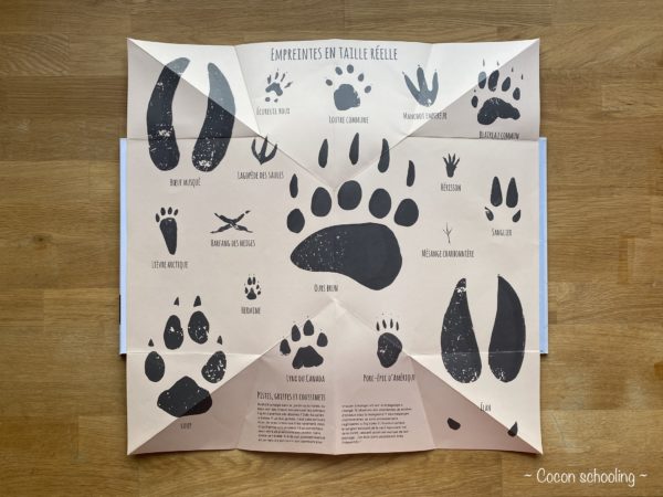 Antarctique – Cocon-Schooling