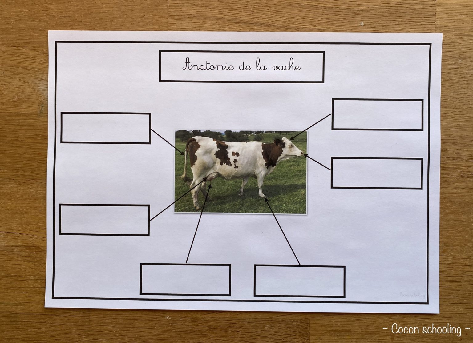 Thème: La ferme Zoom sur les vaches – Cocon-Schooling