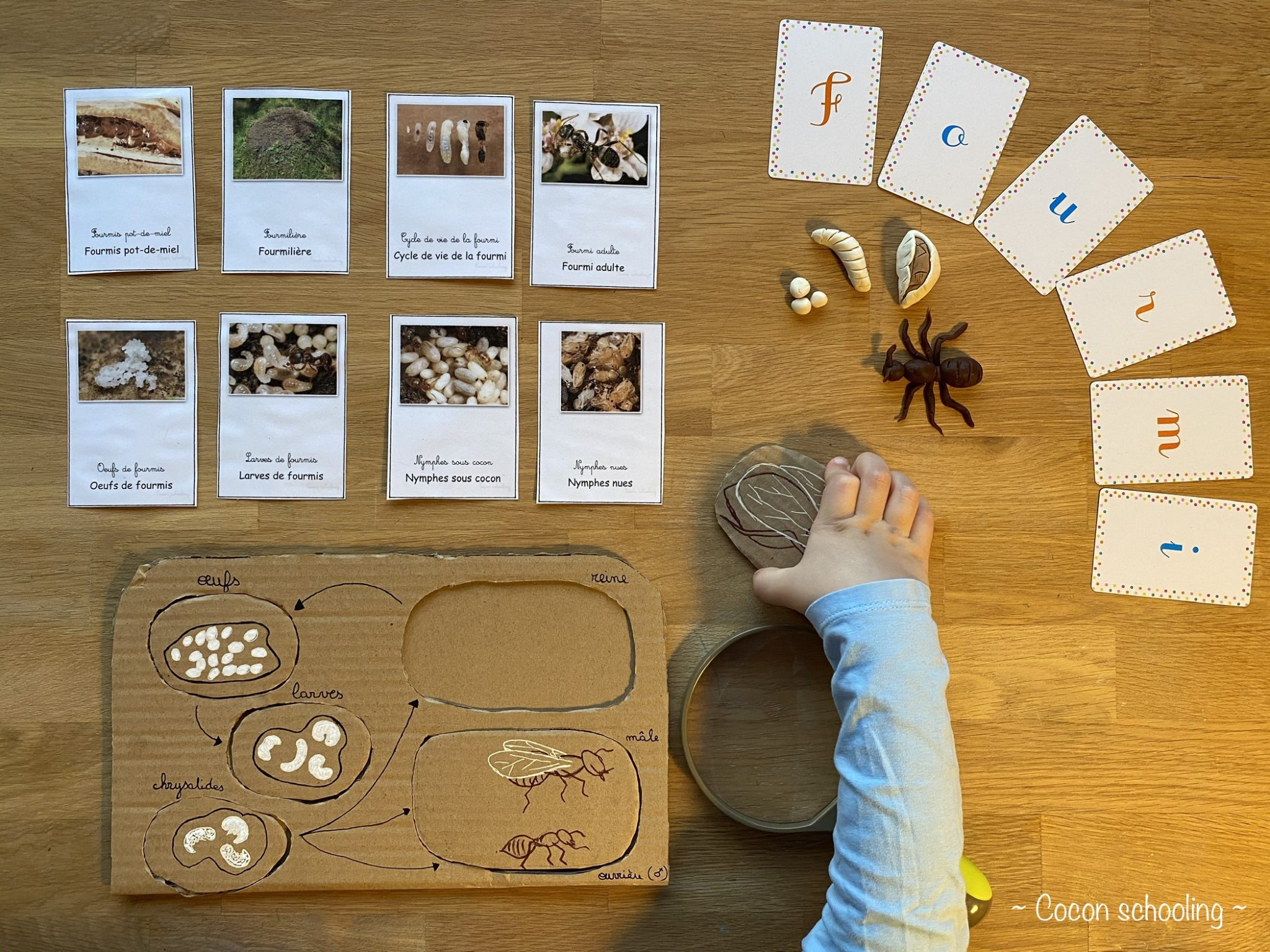 Thème: La fourmi – Cocon-Schooling