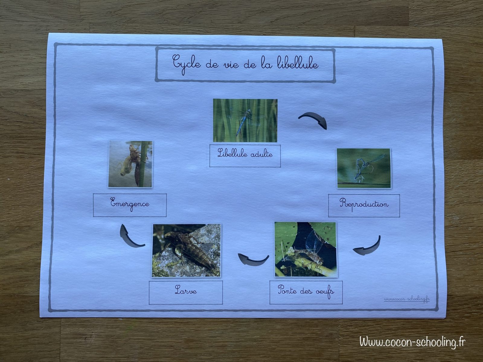 Thème: Les petites bêtes, LIBELLULE – Cocon-Schooling