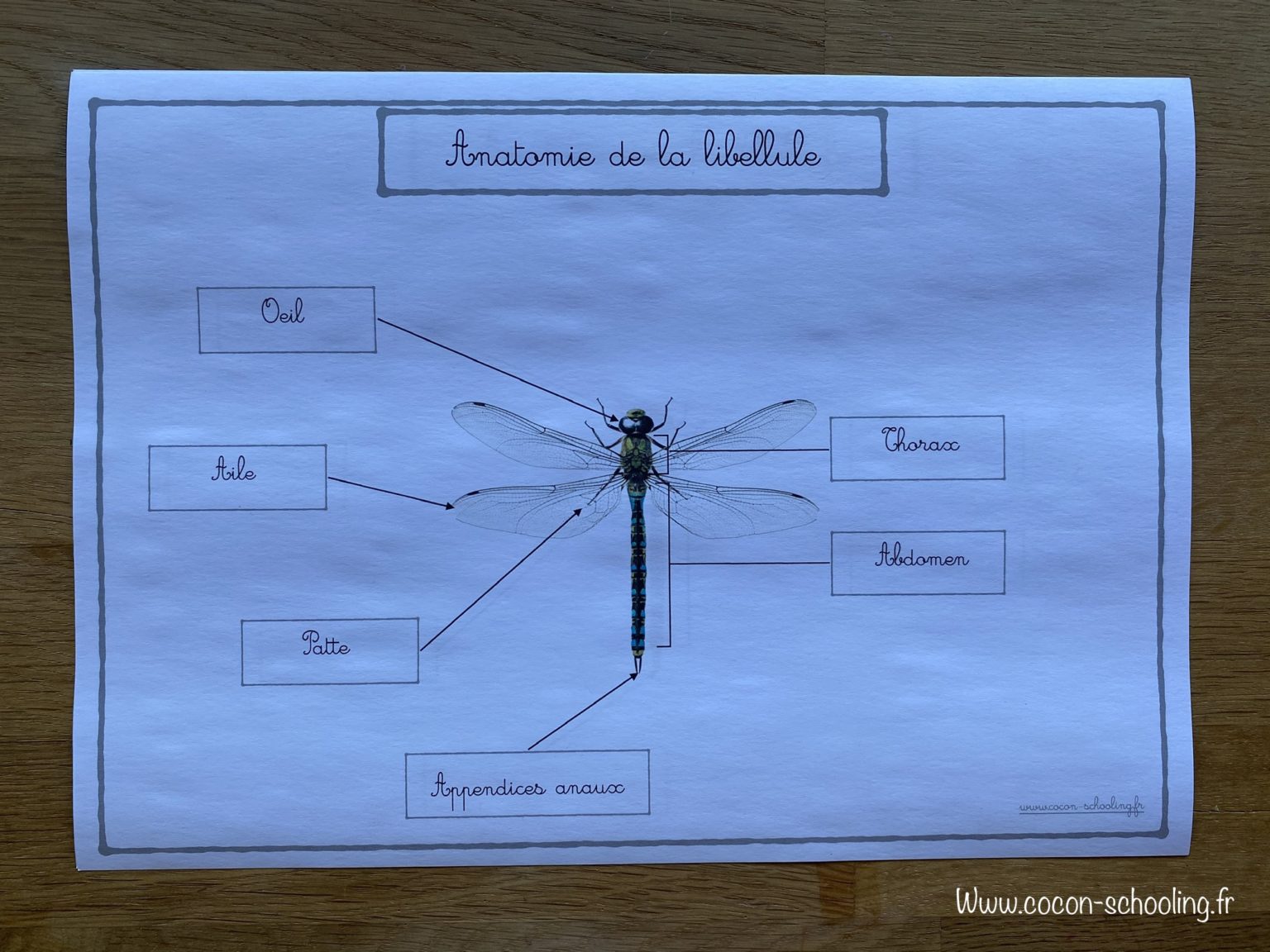 Thème: Les petites bêtes, LIBELLULE – Cocon-Schooling