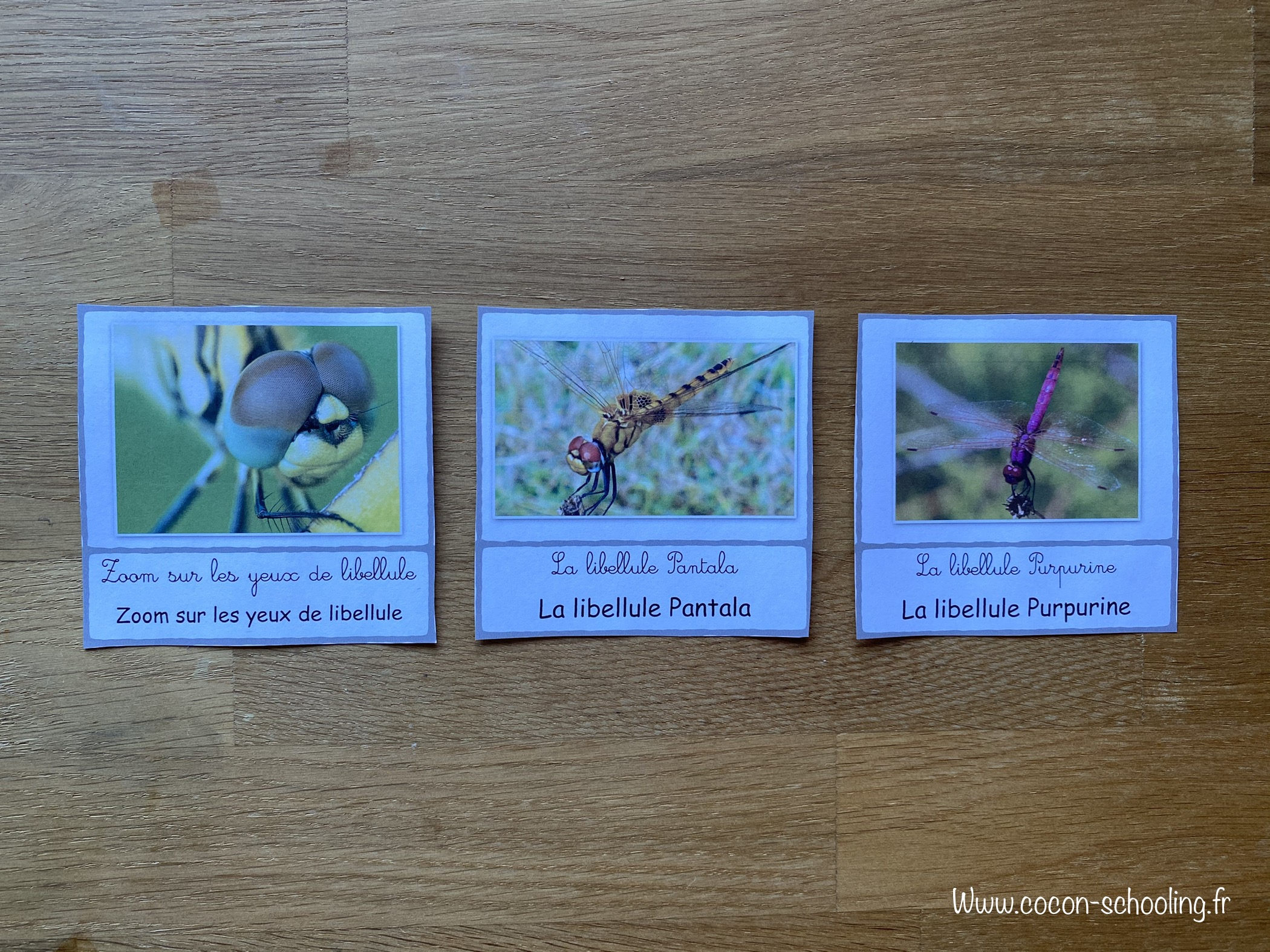 Thème: Les petites bêtes, LIBELLULE – Cocon-Schooling