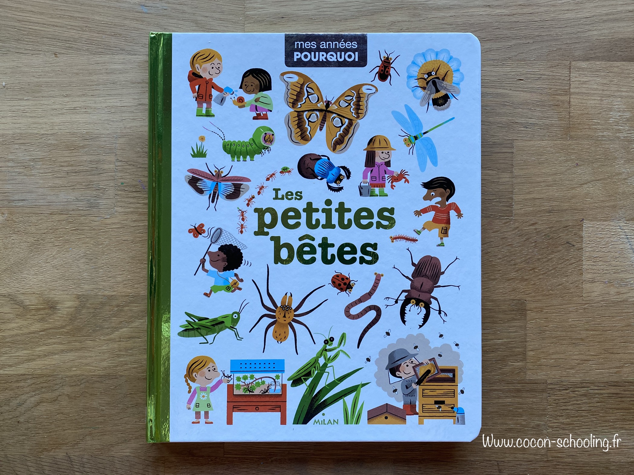 Thème: Les petites bêtes, LIBELLULE – Cocon-Schooling