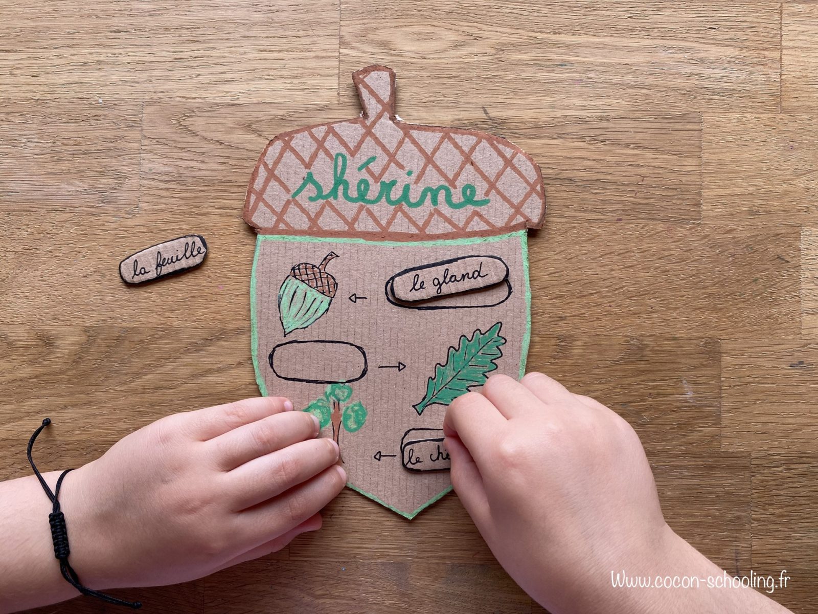 Le chêne et les glands – Cocon-Schooling