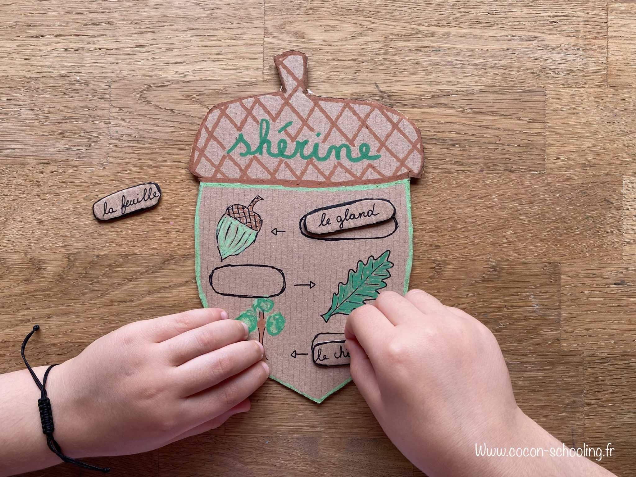 Le chêne et les glands – Cocon-Schooling