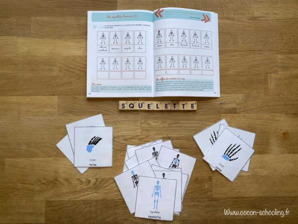 Le corps humain – Cocon-Schooling