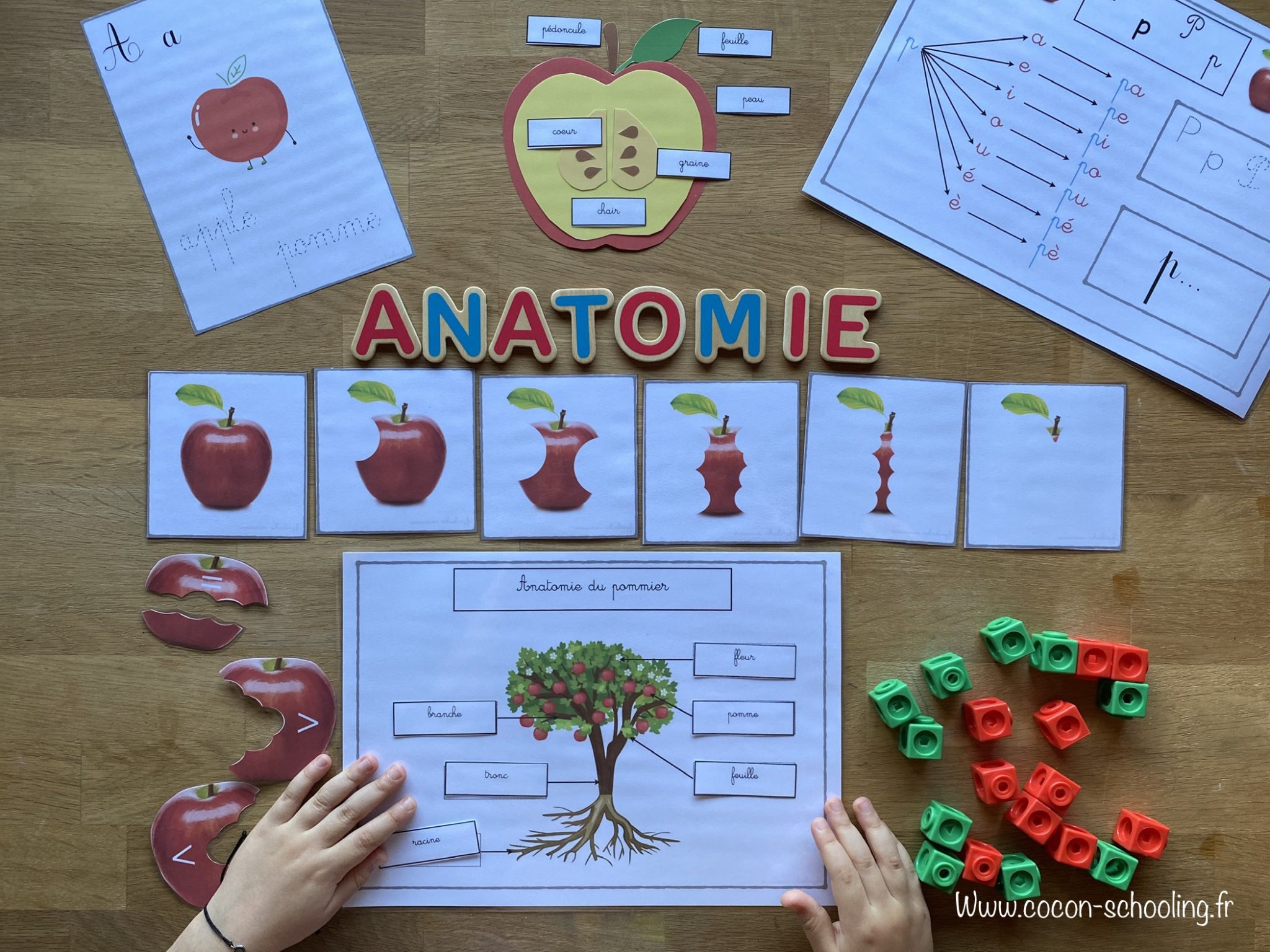 Thème: LES POMMES – Cocon-Schooling