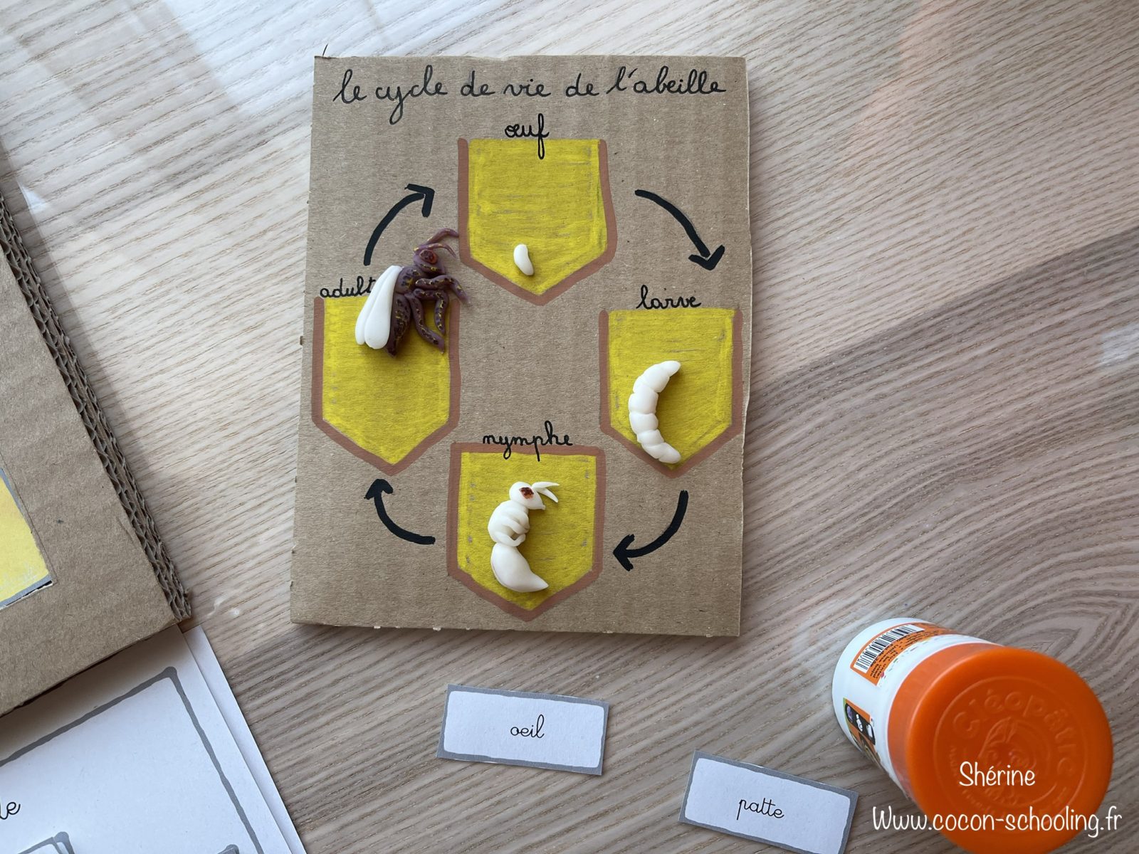 Les abeilles – Cocon-Schooling