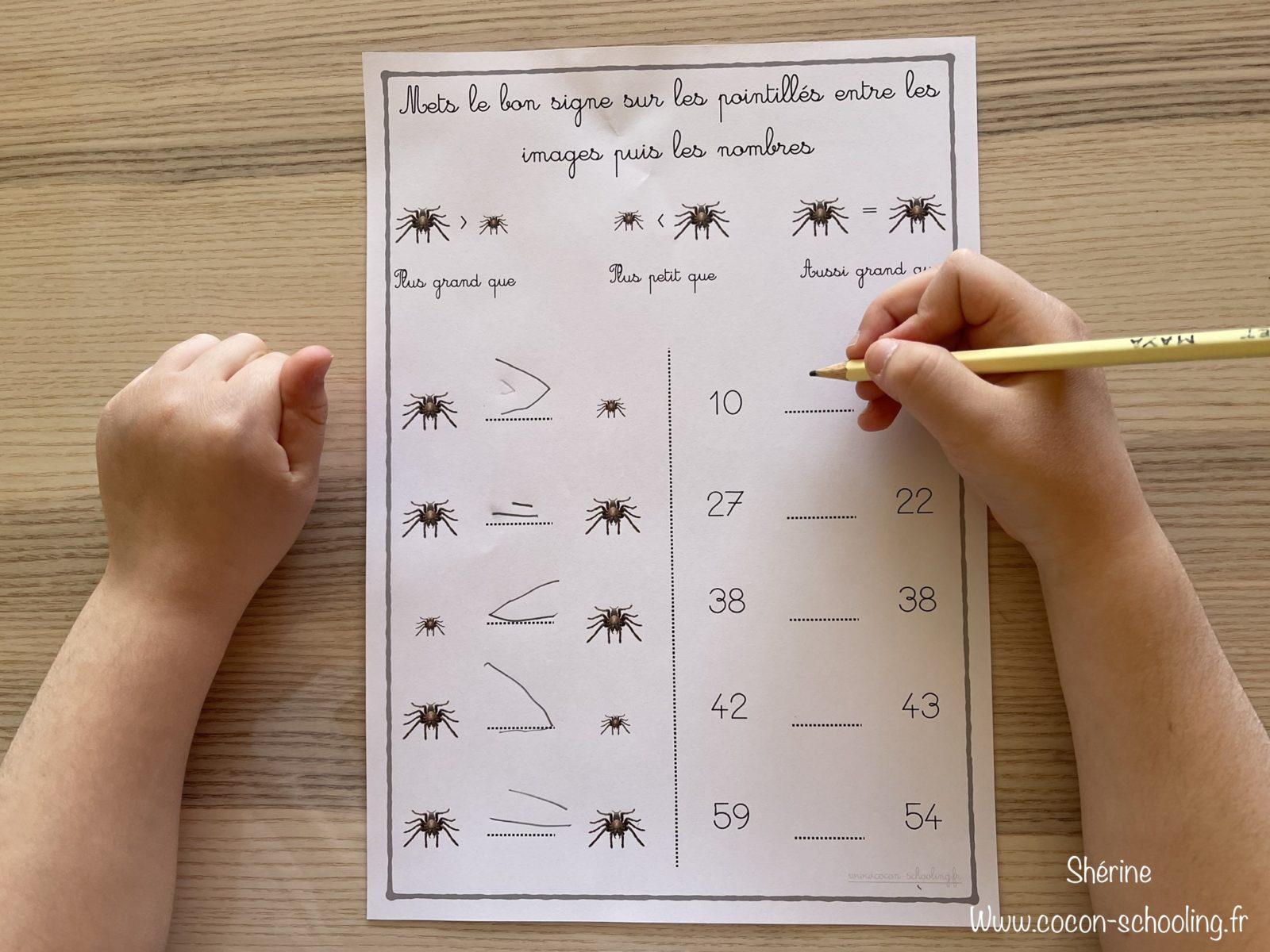 LES ARAIGNEES – Cocon-Schooling