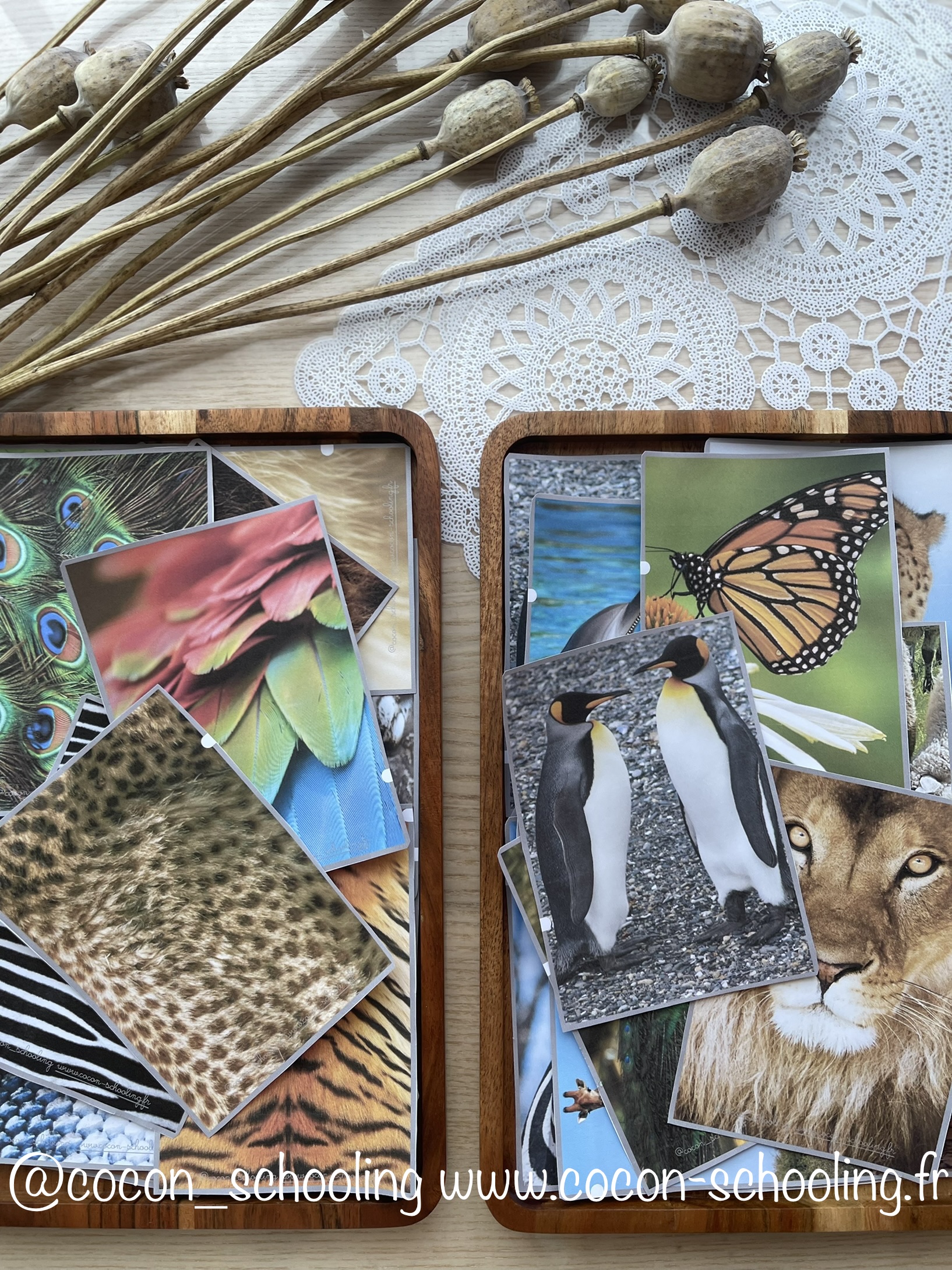 Le pelage des animaux – Cocon-Schooling
