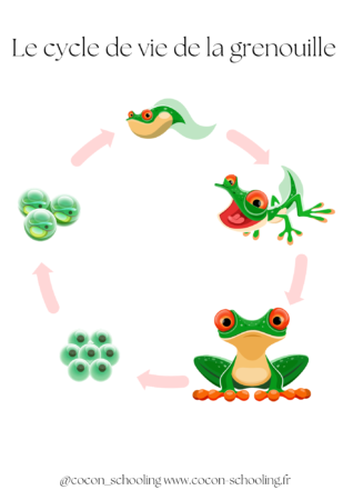 Le cycle de vie de la grenouille – Cocon-Schooling