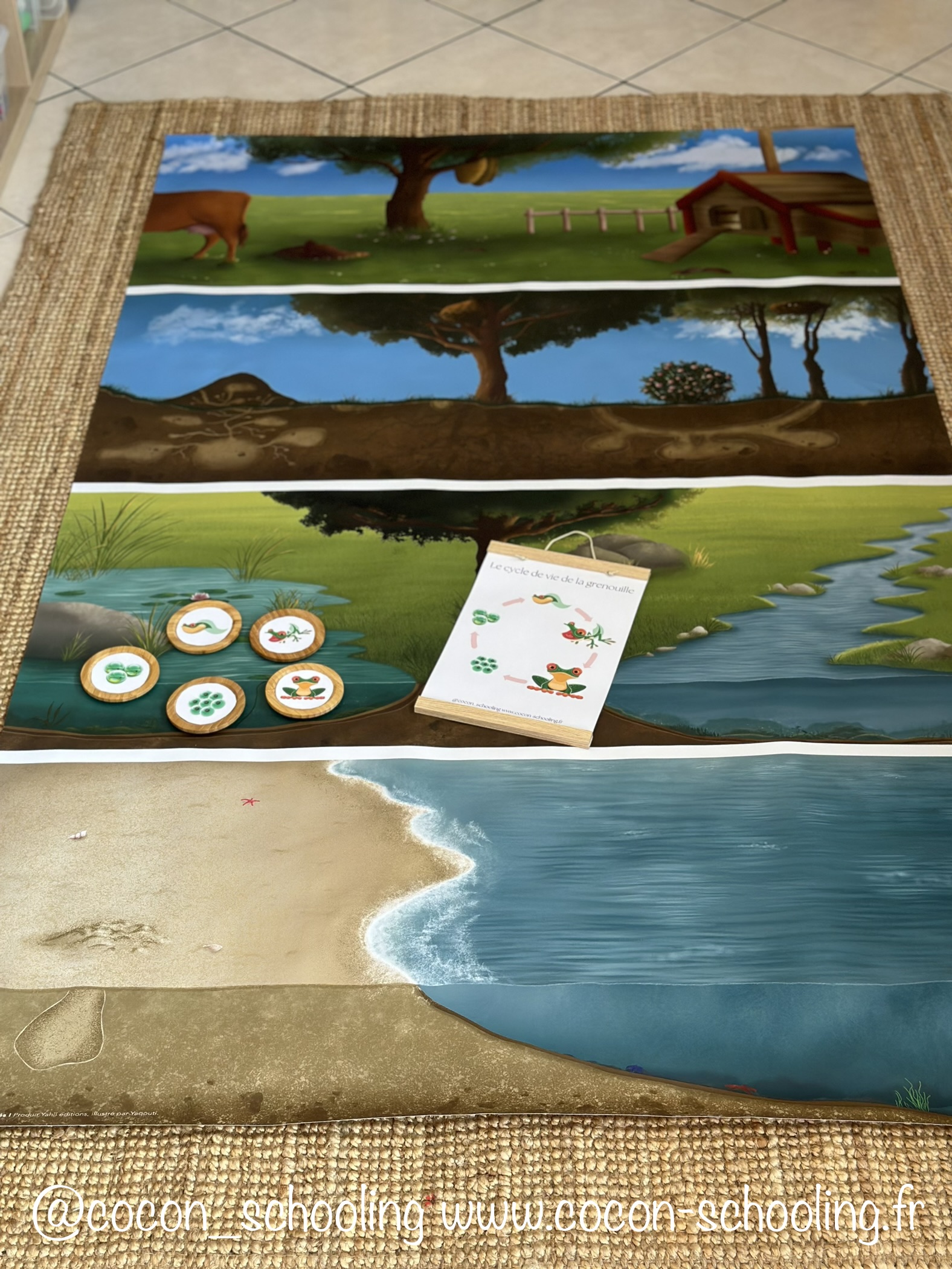 Le cycle de vie de la grenouille – Cocon-Schooling