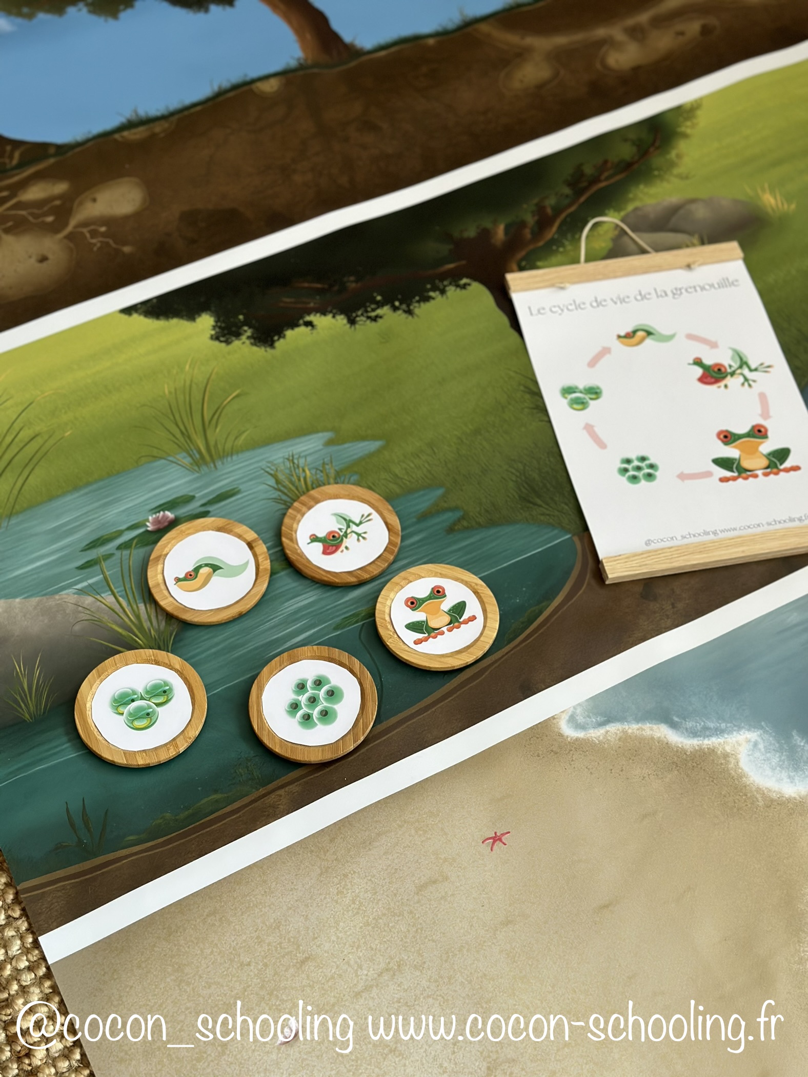 Le cycle de vie de la grenouille – Cocon-Schooling